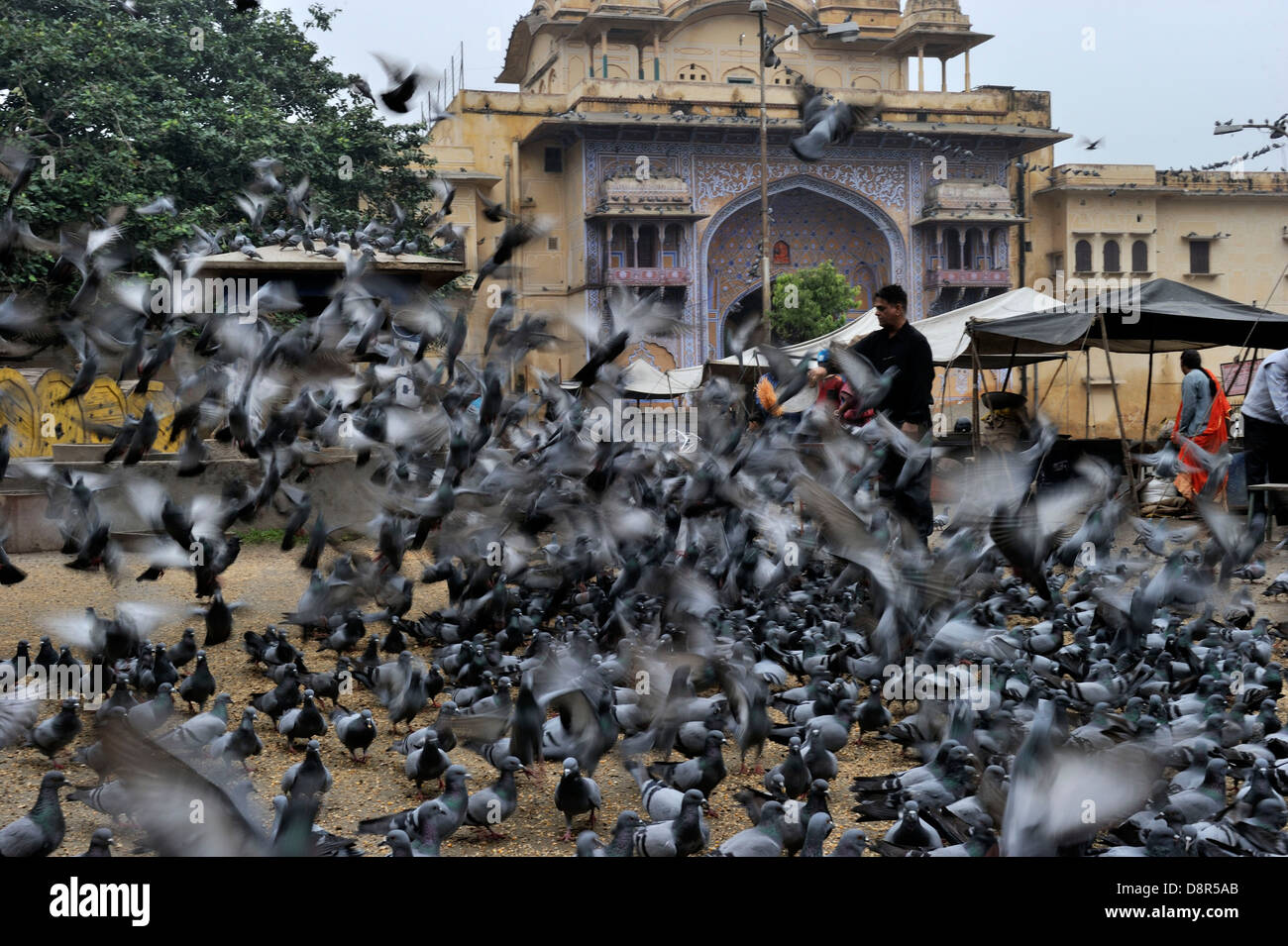 Religious feeding of pigeons by Hindus Jodphur India Stock Photo - Alamy