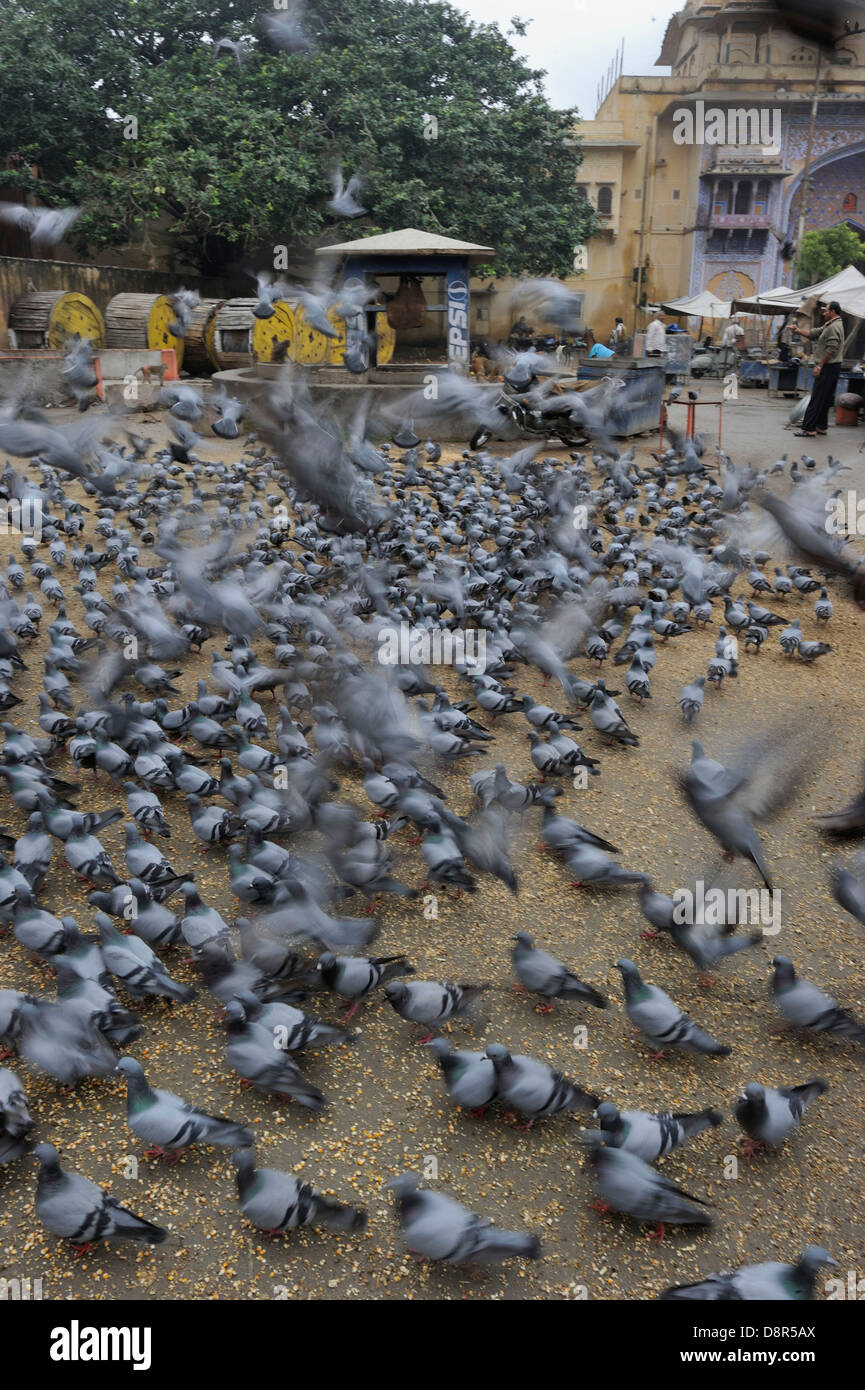 Religious feeding of pigeons by Hindus Jodphur India Stock Photo - Alamy