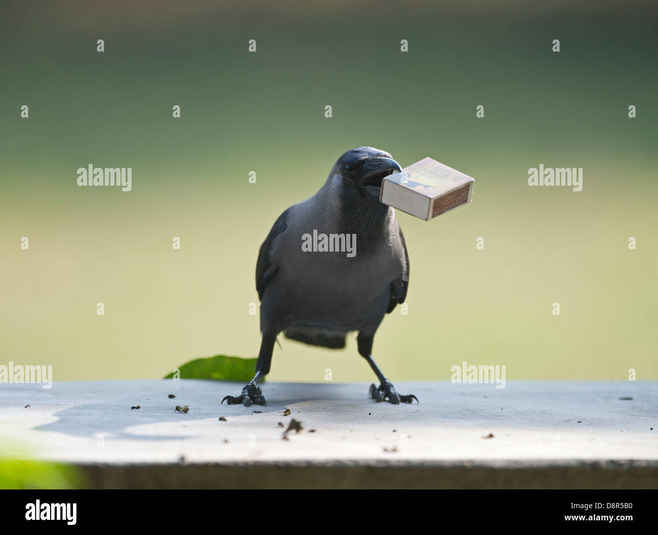 House Crow (Corvus splendens) stealing match box from table Bharatpur ...