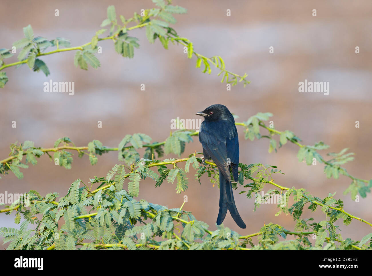 Black Drongo Dicrurus macrocercus Bharatpur India February Stock Photo ...