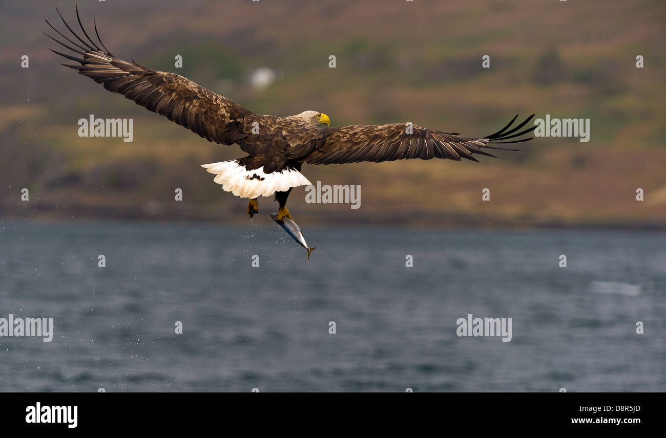 White-tailed Eagle flies off with a fish. Haliaeetus albicilla Stock Photo - Alamy