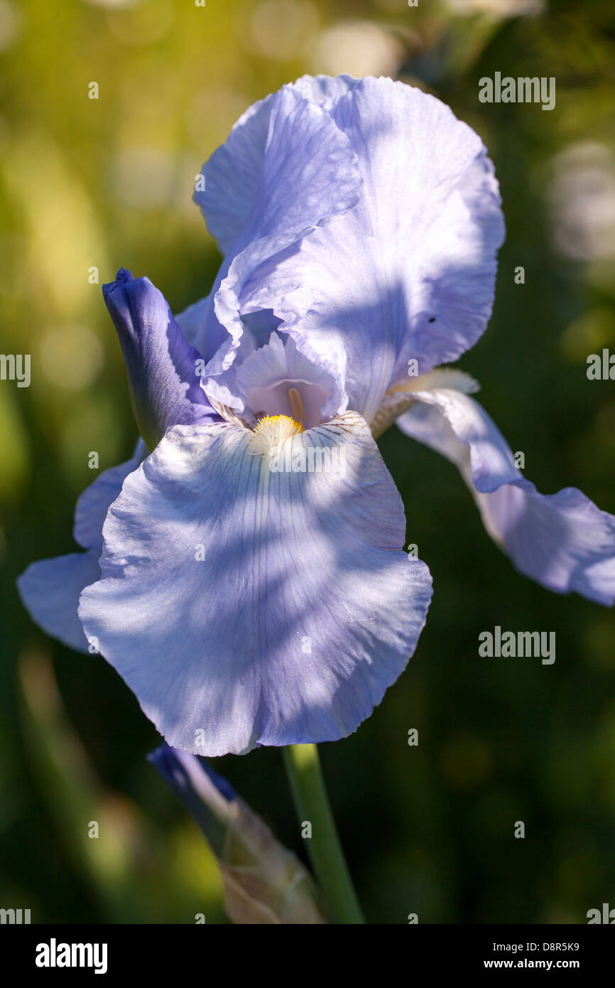 Beautyful blue Iris Germanica in a quiet spring garden in Kersiguenou ...
