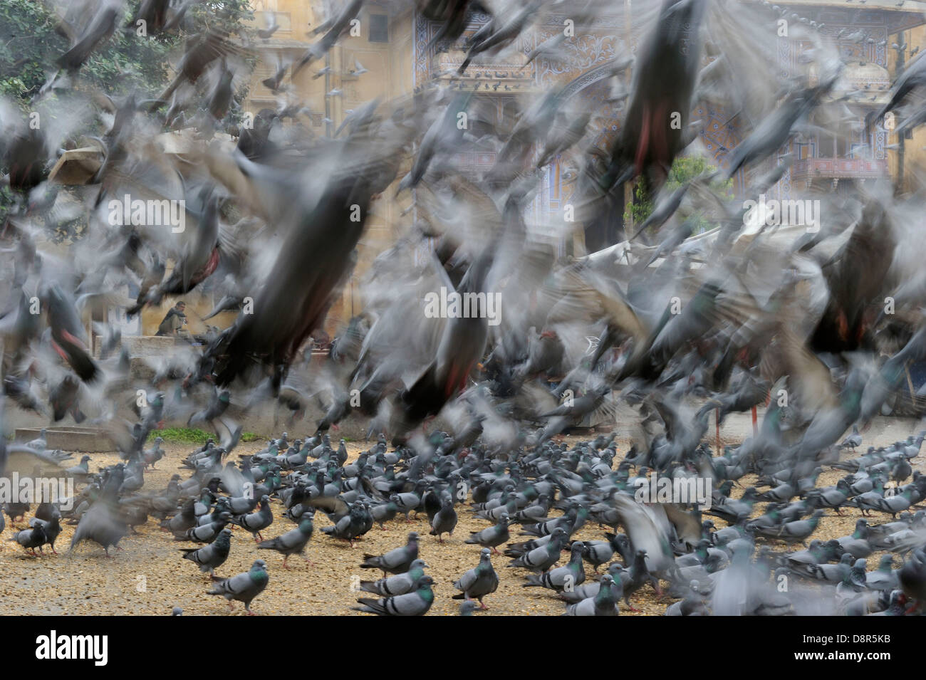 Religious feeding of pigeons by Hindus Jodphur India Stock Photo - Alamy