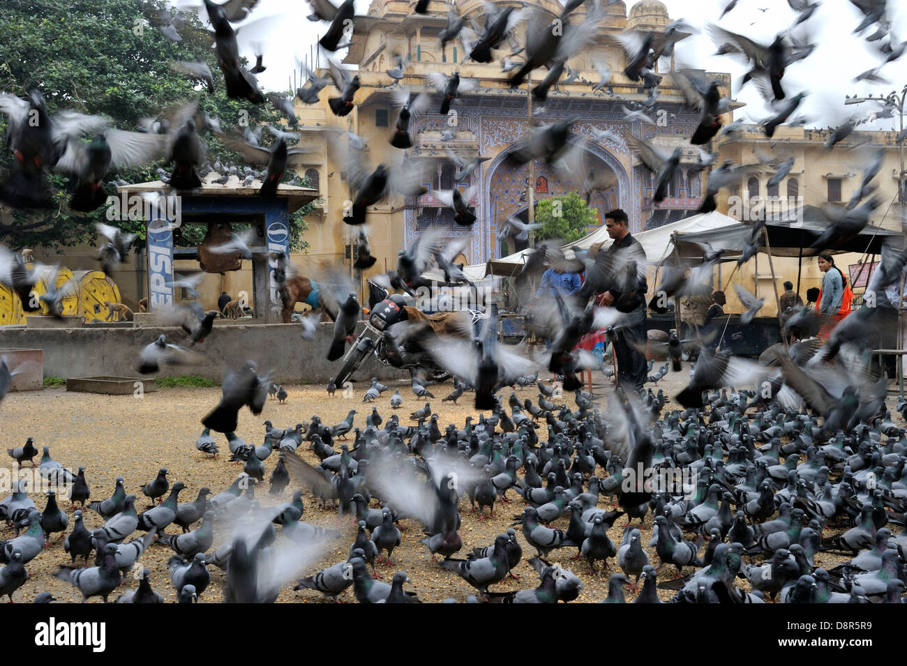 Religious feeding of pigeons by Hindus Jodphur India Stock Photo - Alamy