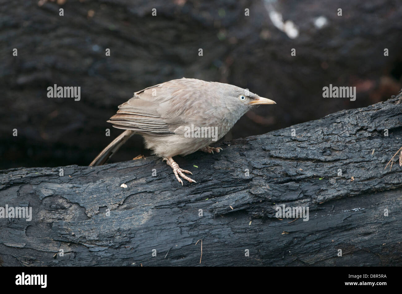 Jungle Babbler Turdoides striata Bharatpur India February Stock Photo ...