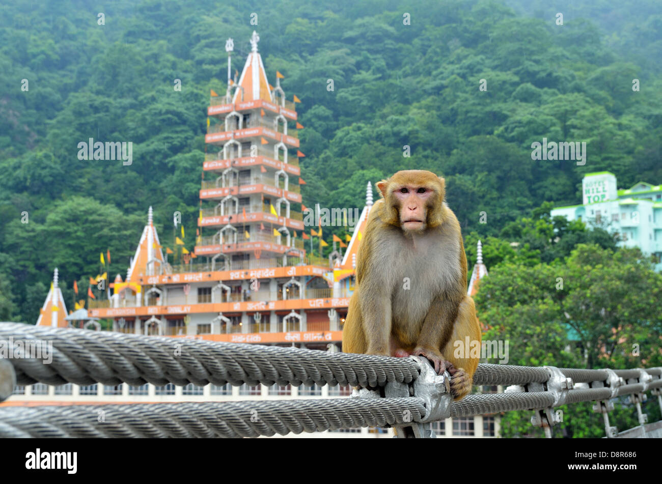 Monkey on suspension bridge over Ganges river at Rishikesh, India Stock ...