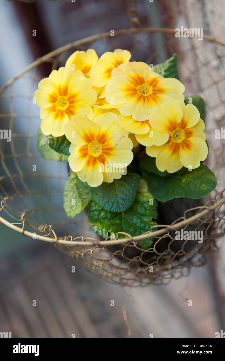 Primrose high hi-res stock photography and images - Alamy