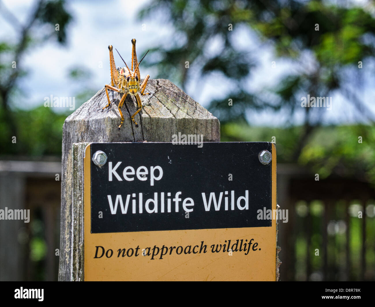 Warning sign in everglades hi-res stock photography and images - Alamy