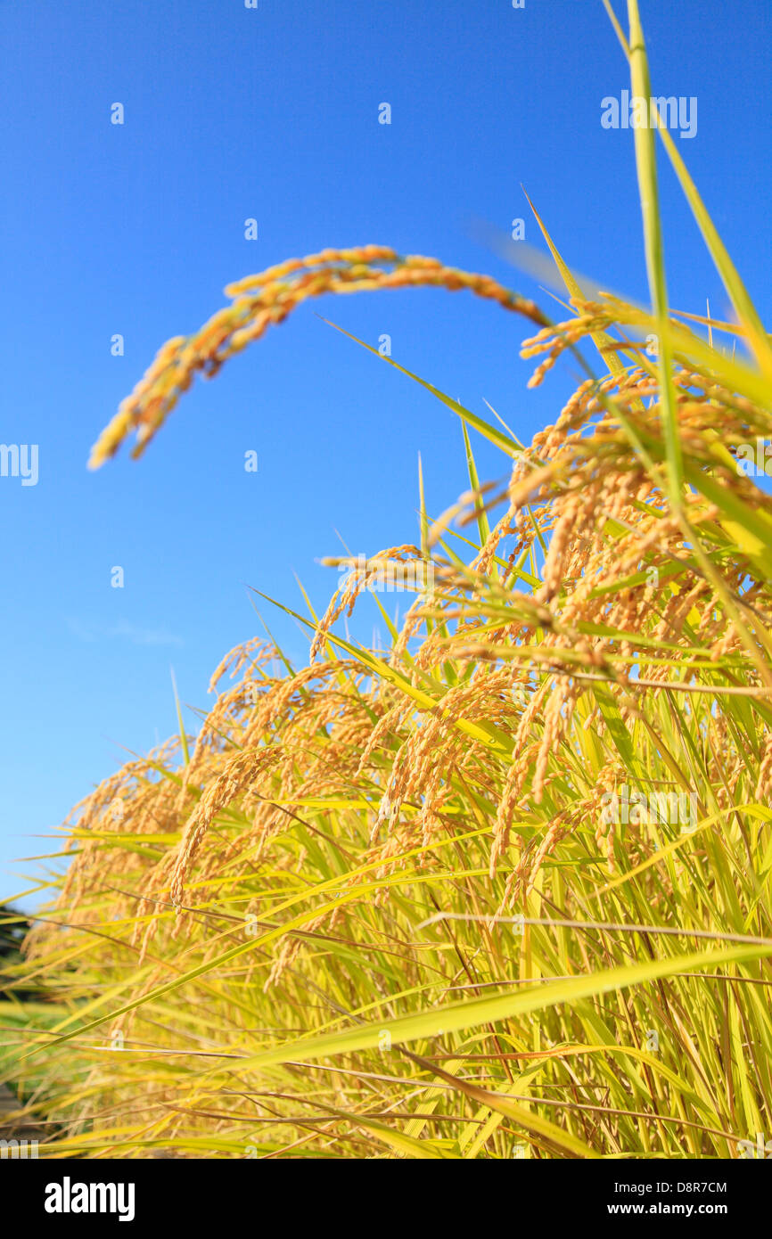 Ears Of Rice High Resolution Stock Photography and Images - Alamy