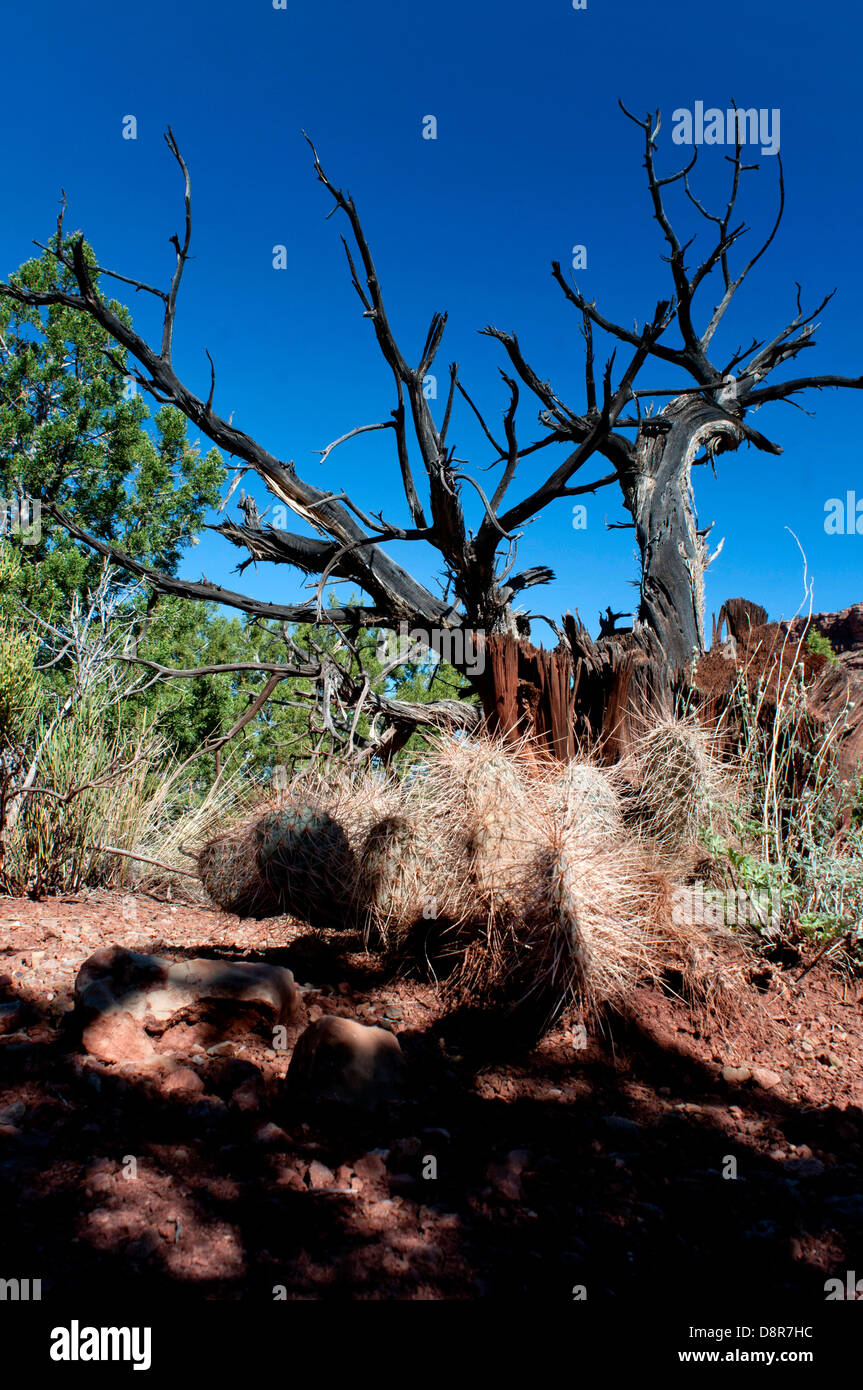 A juniper tree in the Grand Canyon National Park, Arizona, USA Stock ...