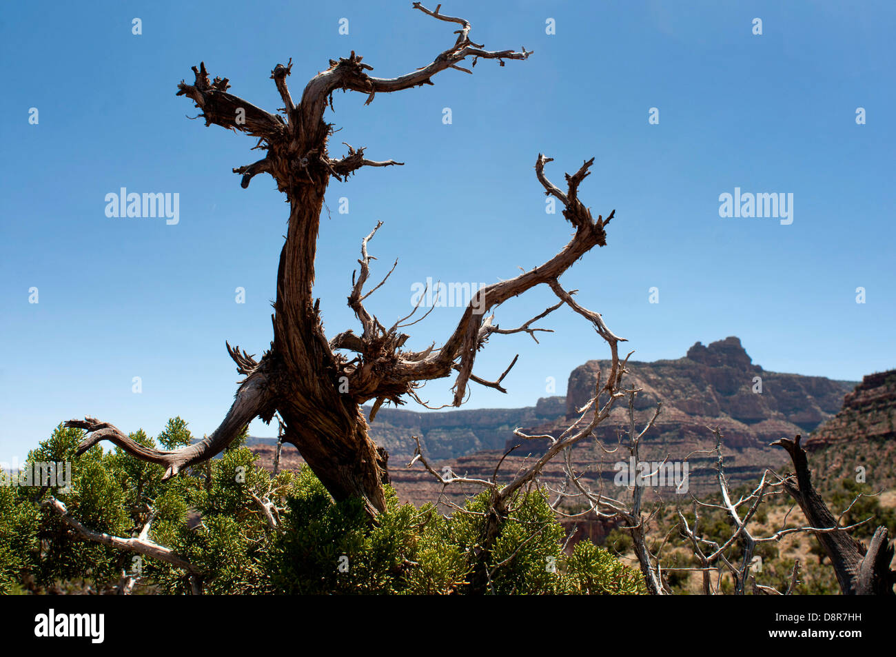 A juniper tree in the Grand Canyon National Park, Arizona, USA Stock ...