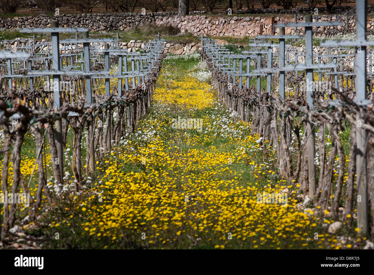 Yellow flowers in a Vineyard of Priorato , Catalonia, Spain Stock Photo ...