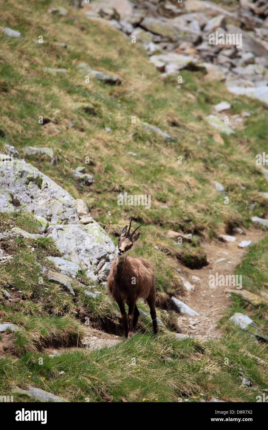The Gordolasque valley in the Alpes-Maritimes in the Mercantour ...