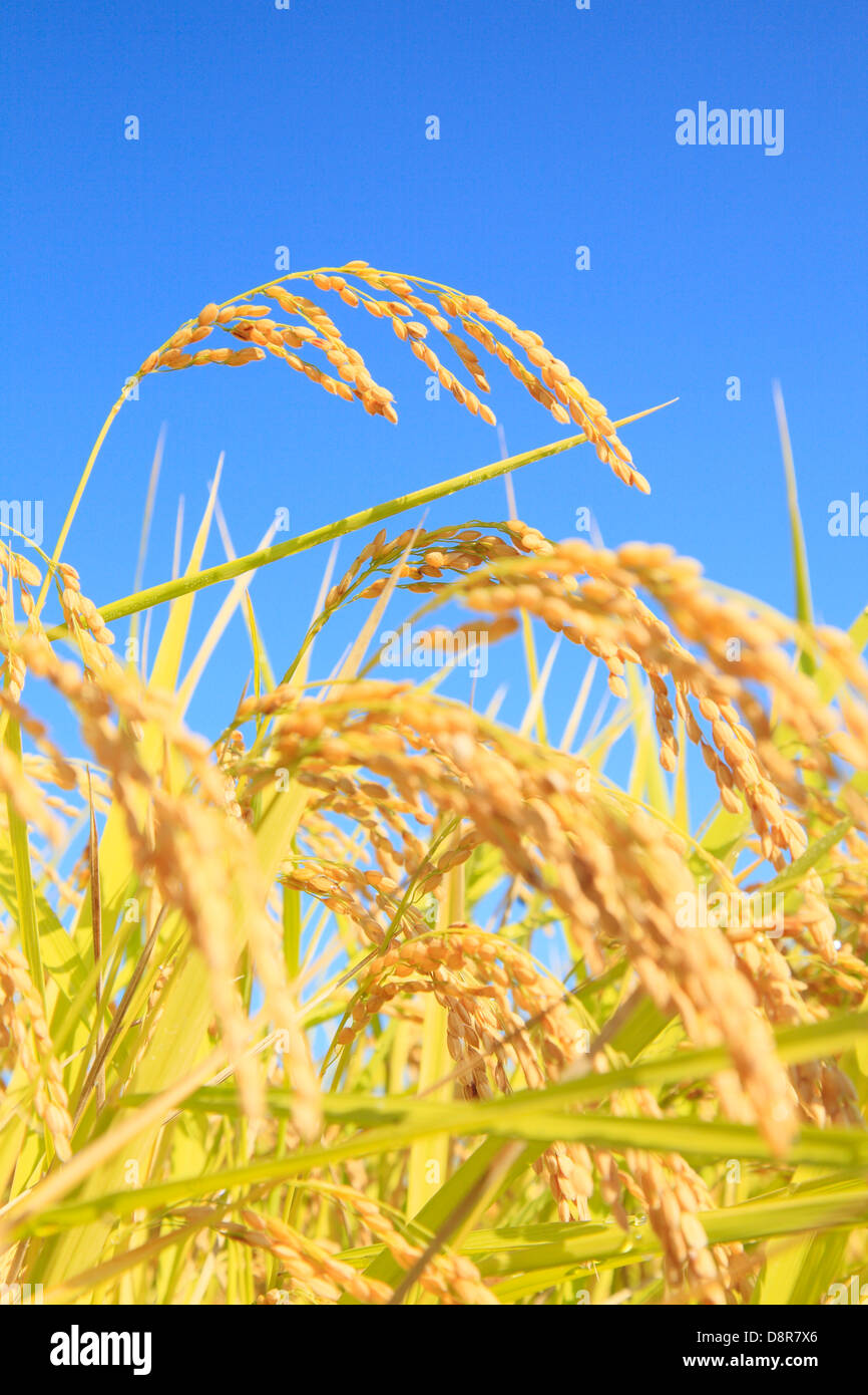 Level Rice Field High Resolution Stock Photography and Images - Alamy