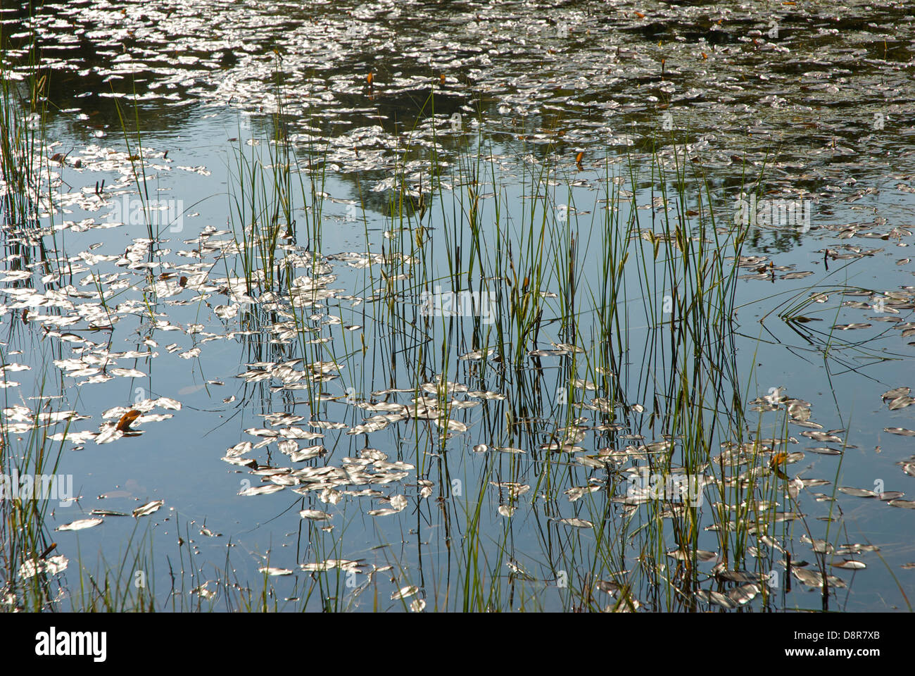 Reed-fringed pond at Barkbooth Lot, a nature reserve managed by Cumbria ...