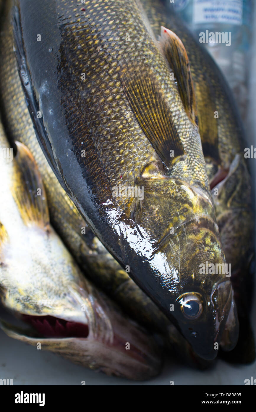 Walleye fish hi-res stock photography and images - Alamy