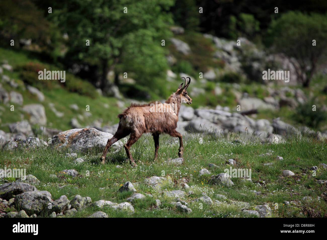 The Gordolasque valley in the Alpes-Maritimes in the Mercantour ...
