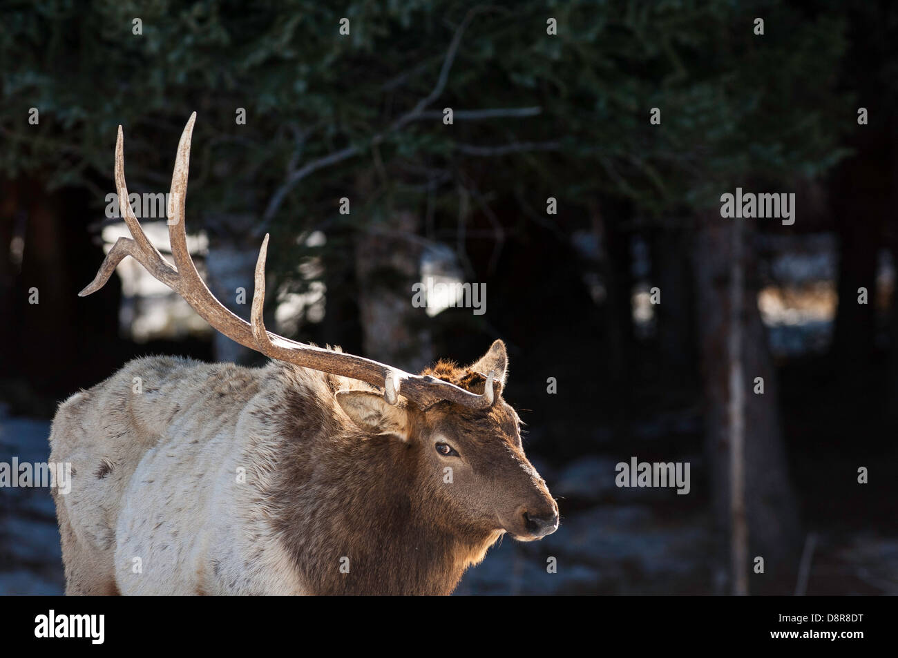 One-antlered bull elk. Shedding season, Yellowstone National Park Stock ...