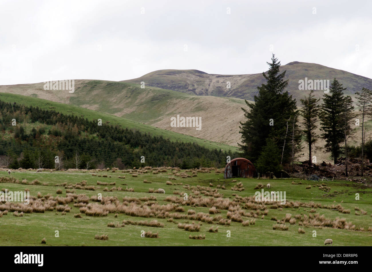 Pentland hills sheep hi-res stock photography and images - Alamy