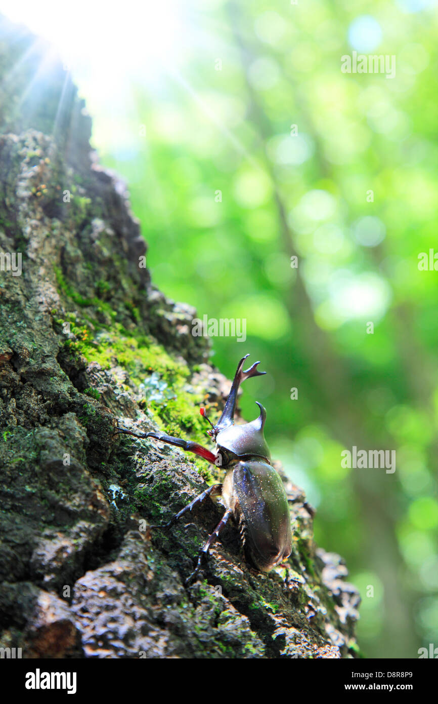 Beetle on oak tree Stock Photo - Alamy