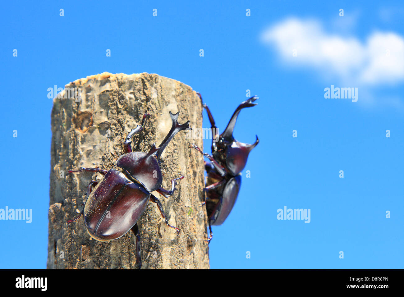 Beetles on oak tree Stock Photo - Alamy