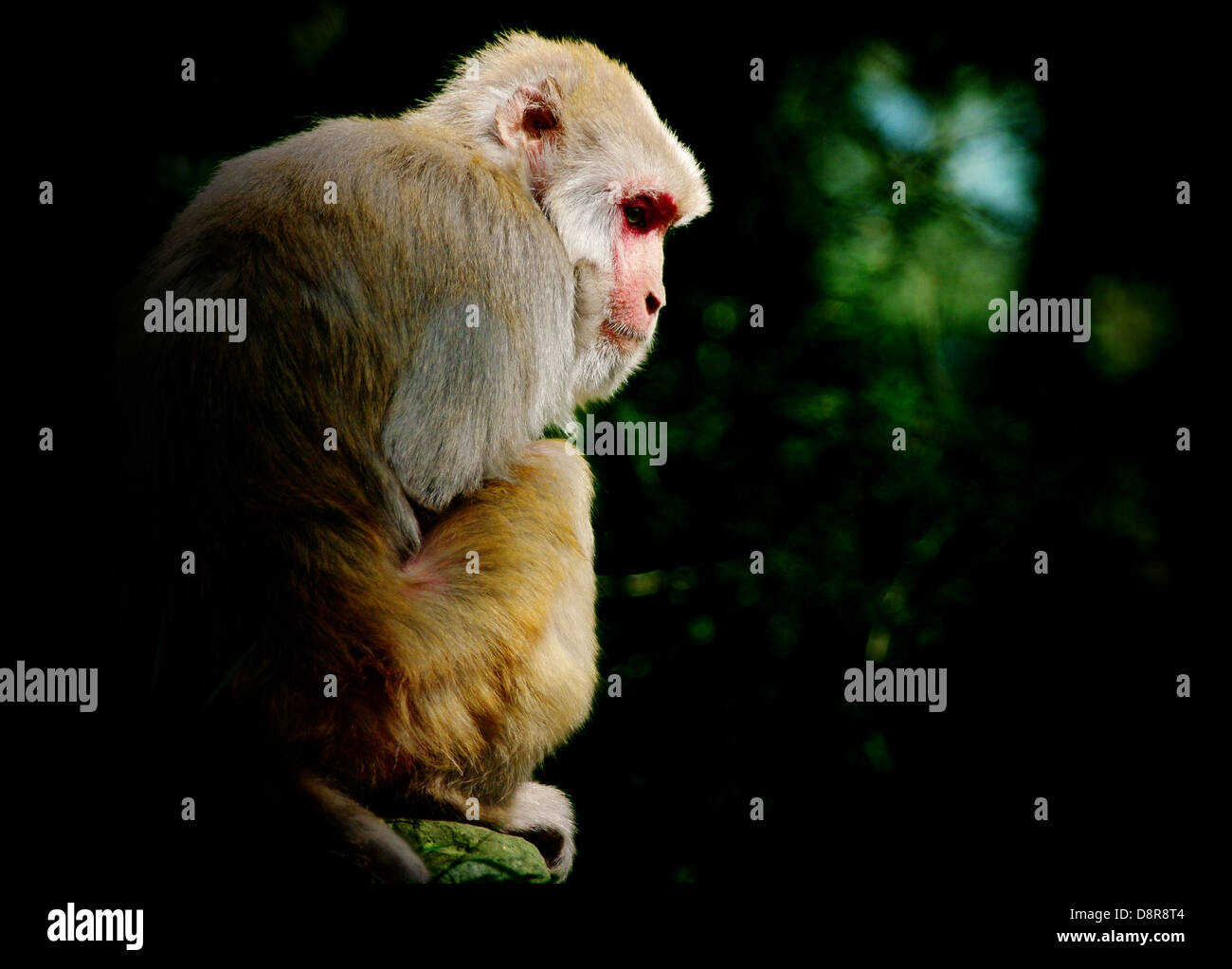 Wise baboon hi-res stock photography and images - Alamy