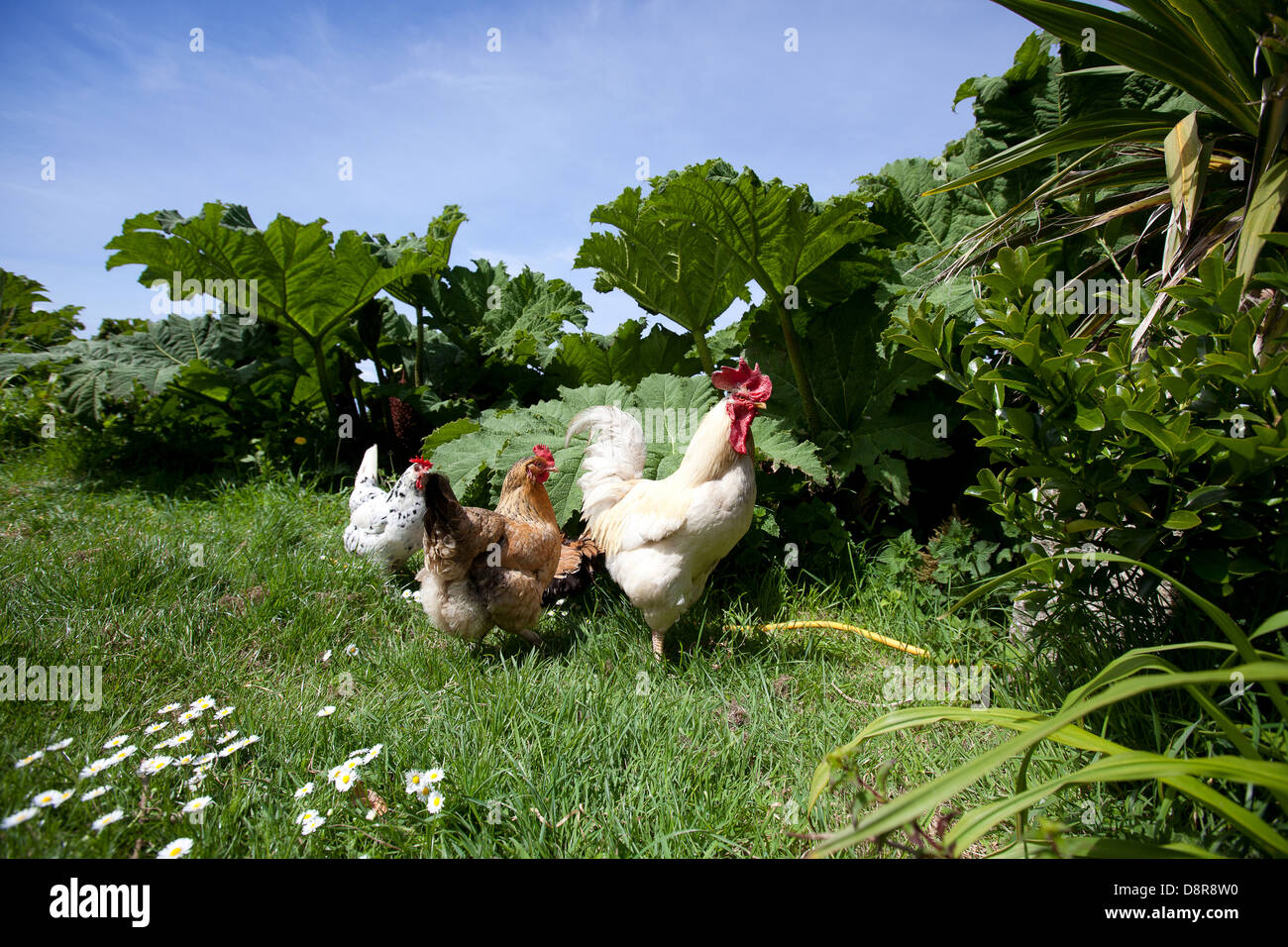 A cockerel and some hens forage for food around the farm Stock Photo ...