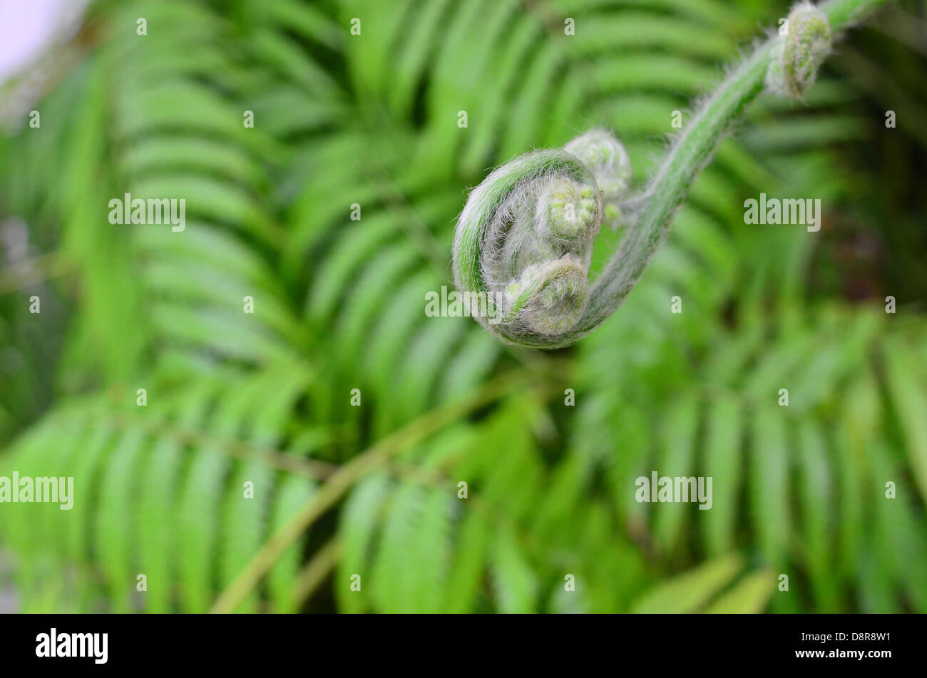 Green young ferns details Stock Photo - Alamy