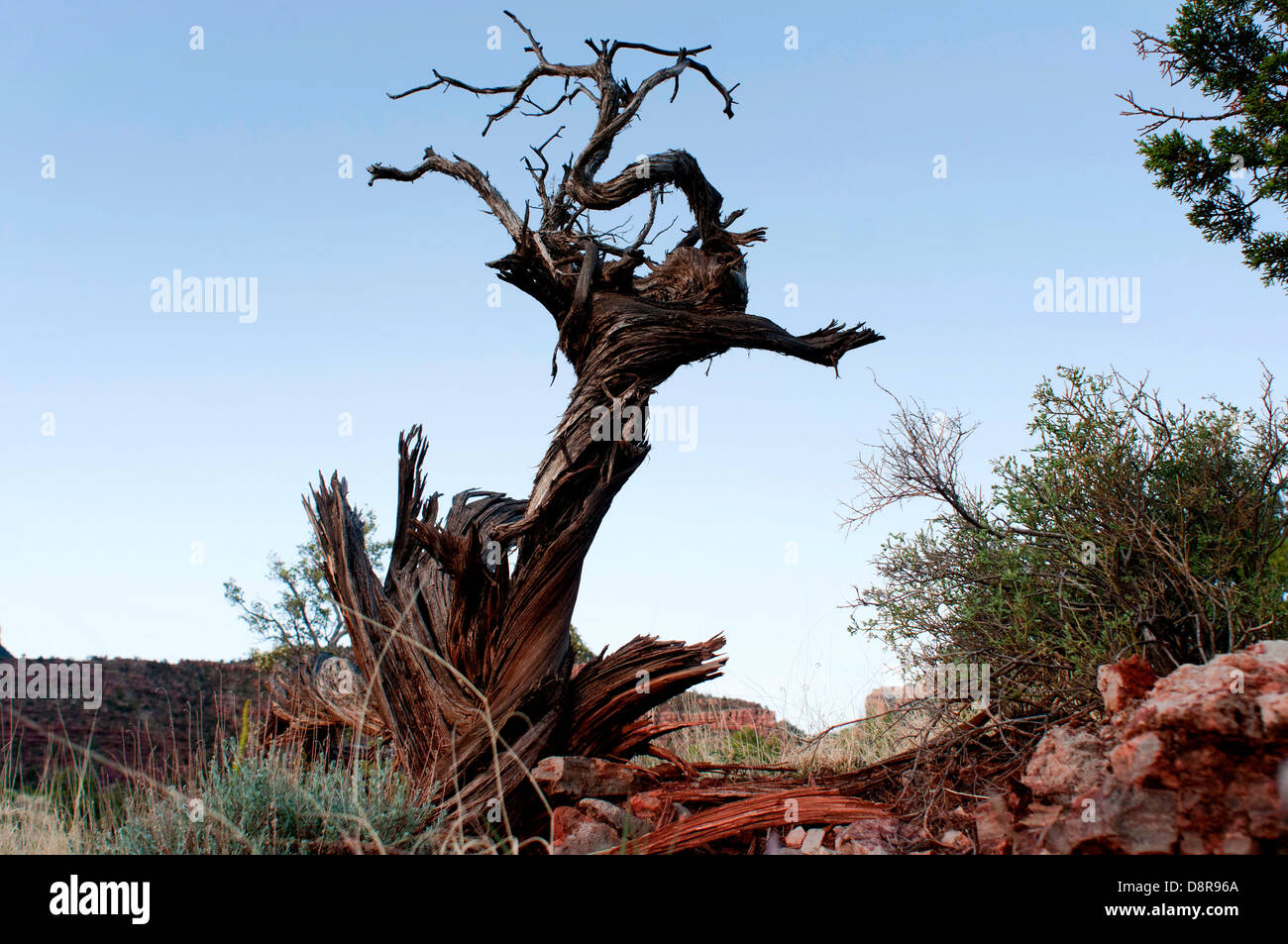 A juniper tree in the Grand Canyon National Park, Arizona, USA Stock ...