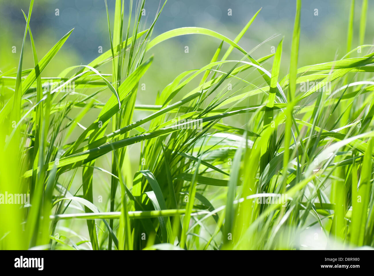 Field of spring grass and perfect sunny day Stock Photo - Alamy