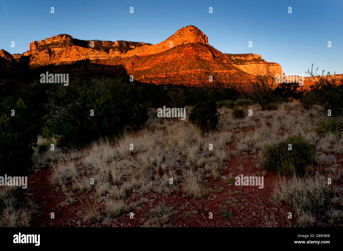 The morning glow shortly after sunrise at Horseshoe Mesa in Grand ...