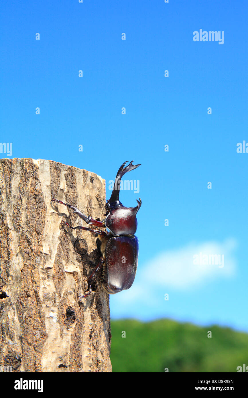 Beetle on oak tree Stock Photo - Alamy