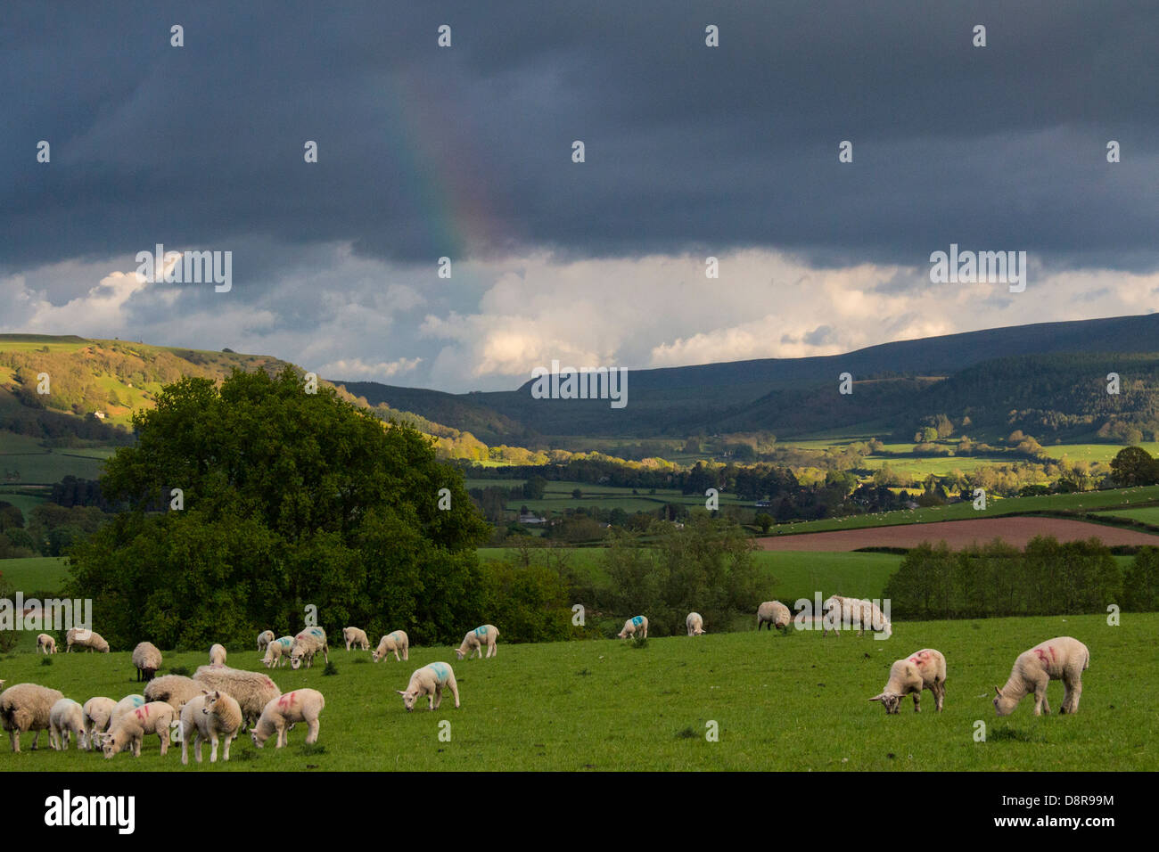 The evening sun casts a rainbow over farmland near Hay On Wye in Powys ...