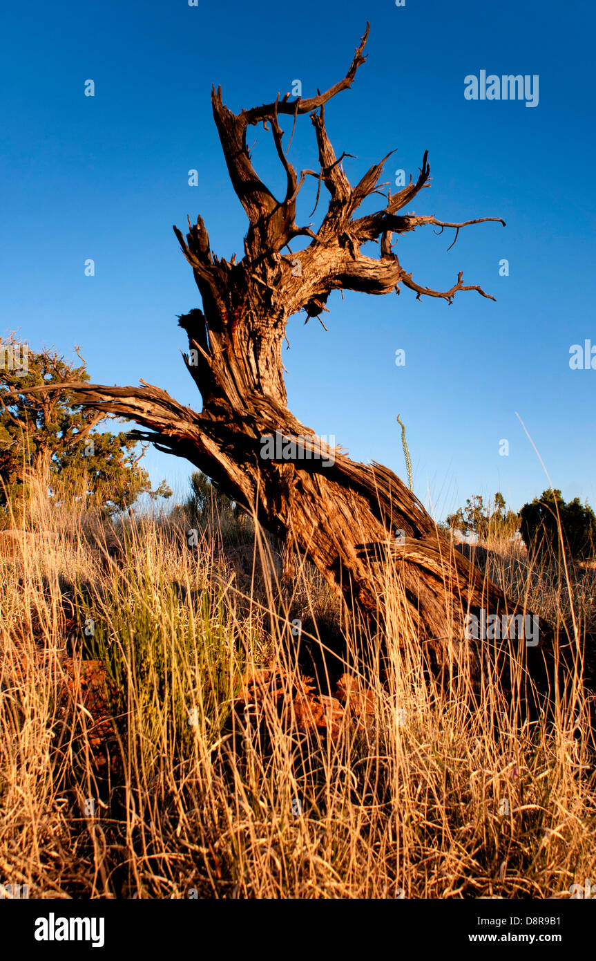 Juniper tree in a desert hi-res stock photography and images - Alamy