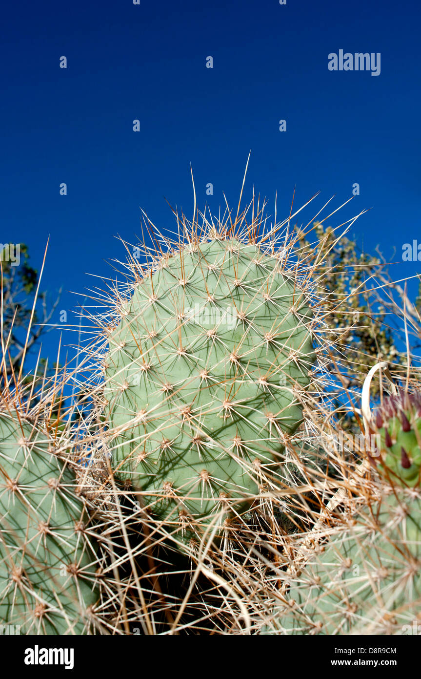 Prickly pear cactus in the Grand Canyon, Arizona, USA Stock Photo - Alamy