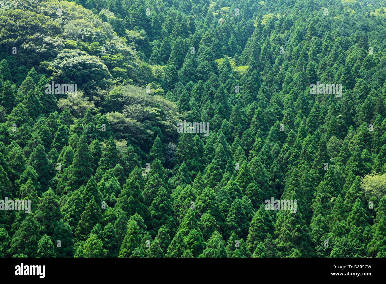 Japanese cedar forest, Shizuoka Prefecture Stock Photo - Alamy
