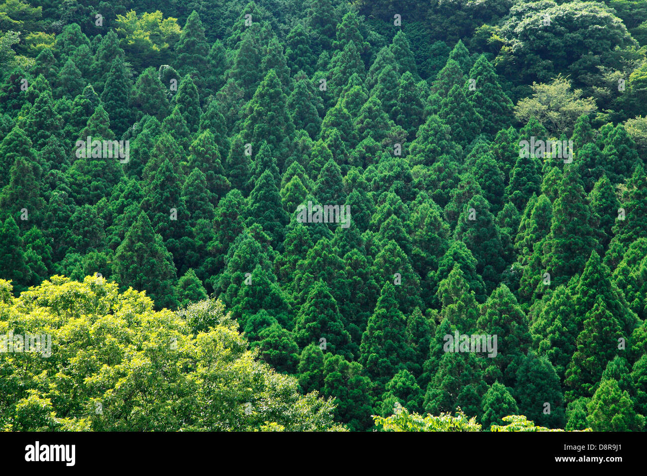 Japanese cedar forest, Shizuoka Prefecture Stock Photo - Alamy