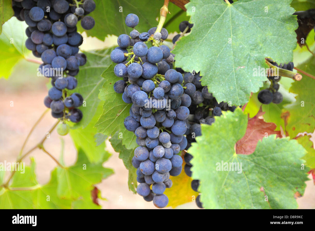 Grapevine Vitis Sp High Resolution Stock Photography and Images - Alamy