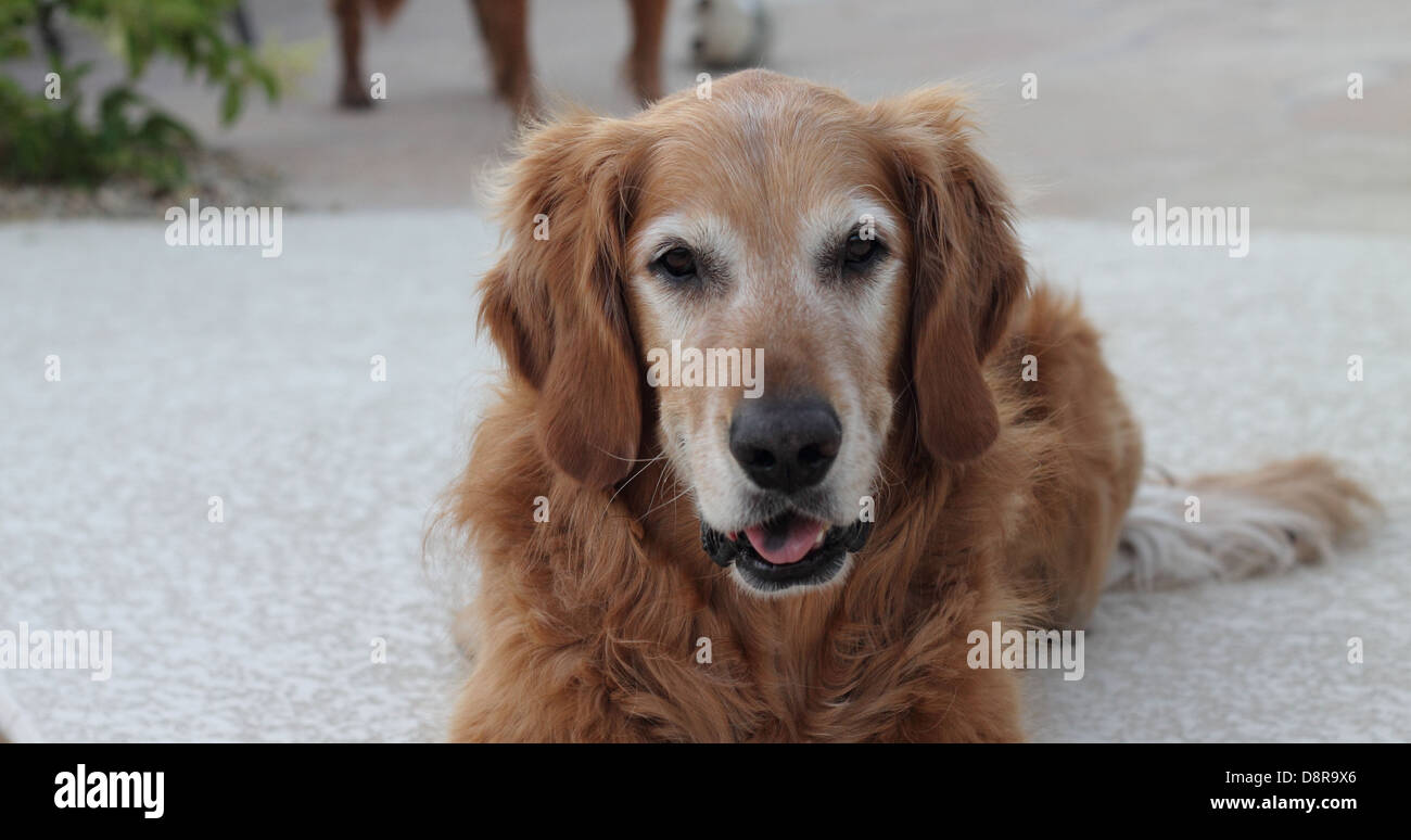 Senior golden retriever hi-res stock photography and images - Alamy