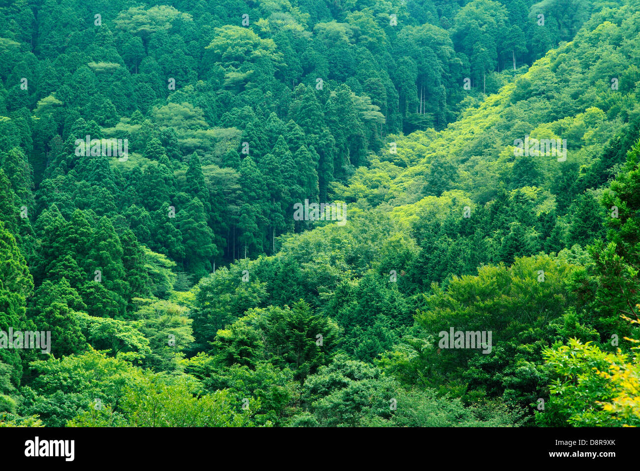 Japanese cedar forest, Shizuoka Prefecture Stock Photo - Alamy