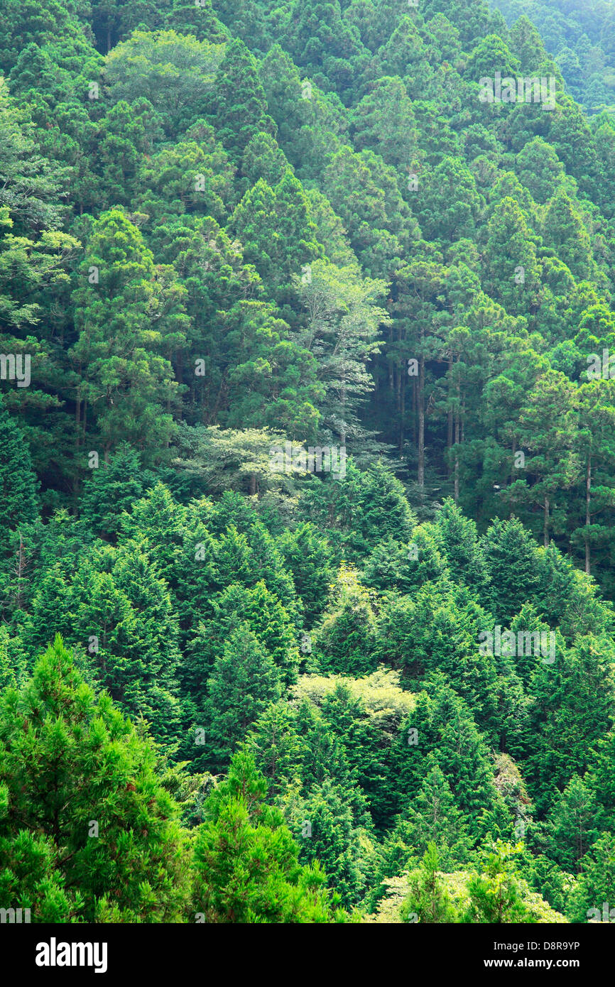 Japanese cedar forest, Shizuoka Prefecture Stock Photo - Alamy