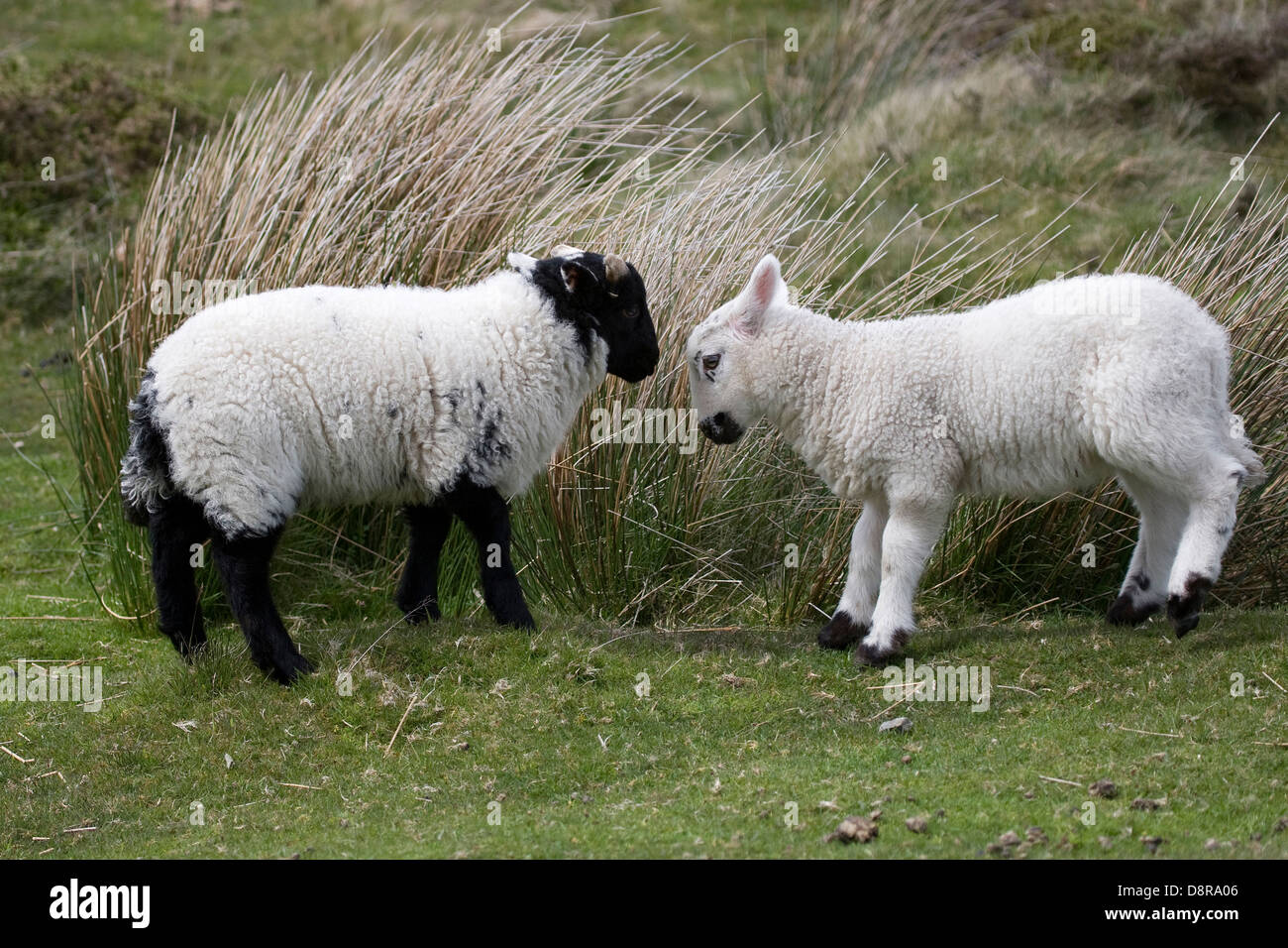 Two newborn lambs play on the moors Stock Photo - Alamy