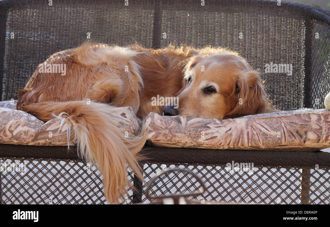 Golden retriever on chair hi-res stock photography and images - Alamy