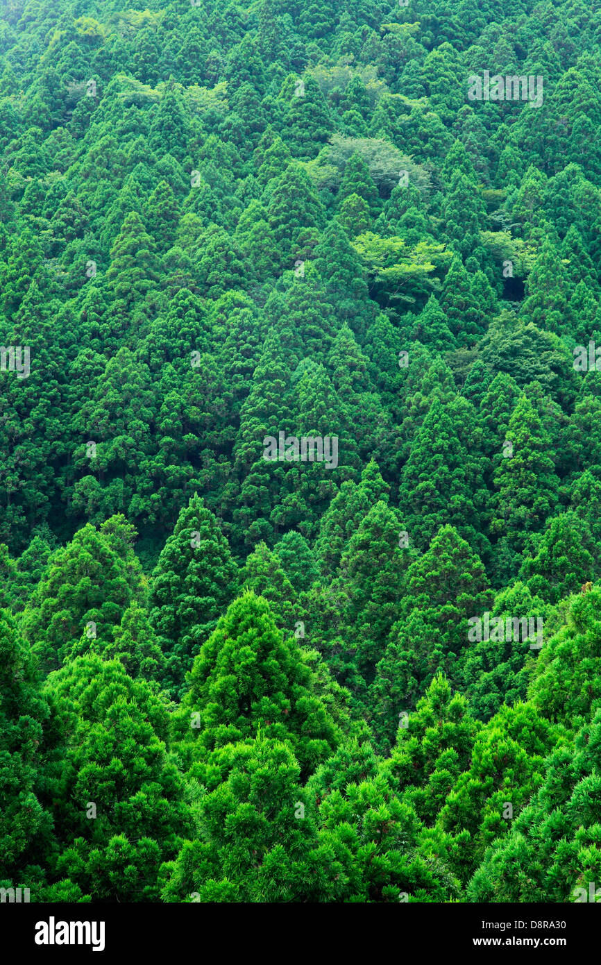 Beautiful tree japanese cedar hi-res stock photography and images - Alamy