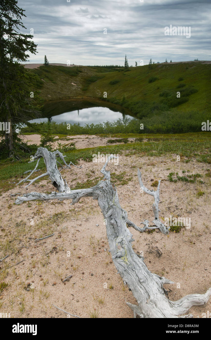 Tundra landscape at The Barrenlands, near Whitefish lake, Northwest ...