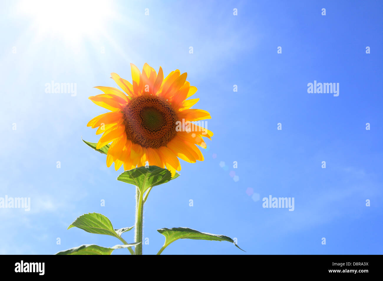 Sunflower and sky Stock Photo - Alamy