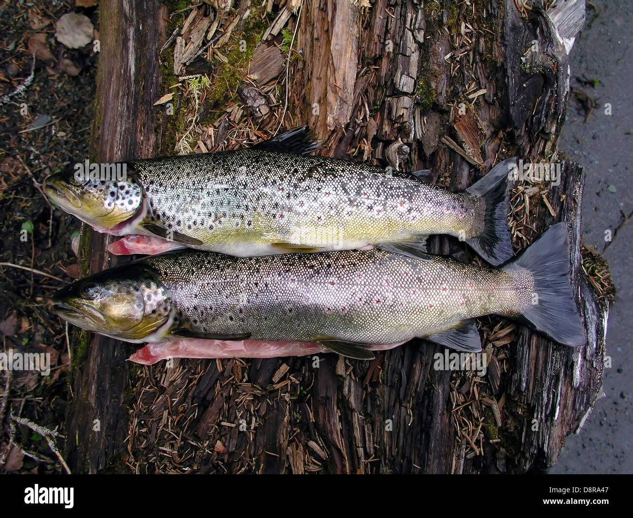 Two fresh caught fishes closeup Stock Photo - Alamy