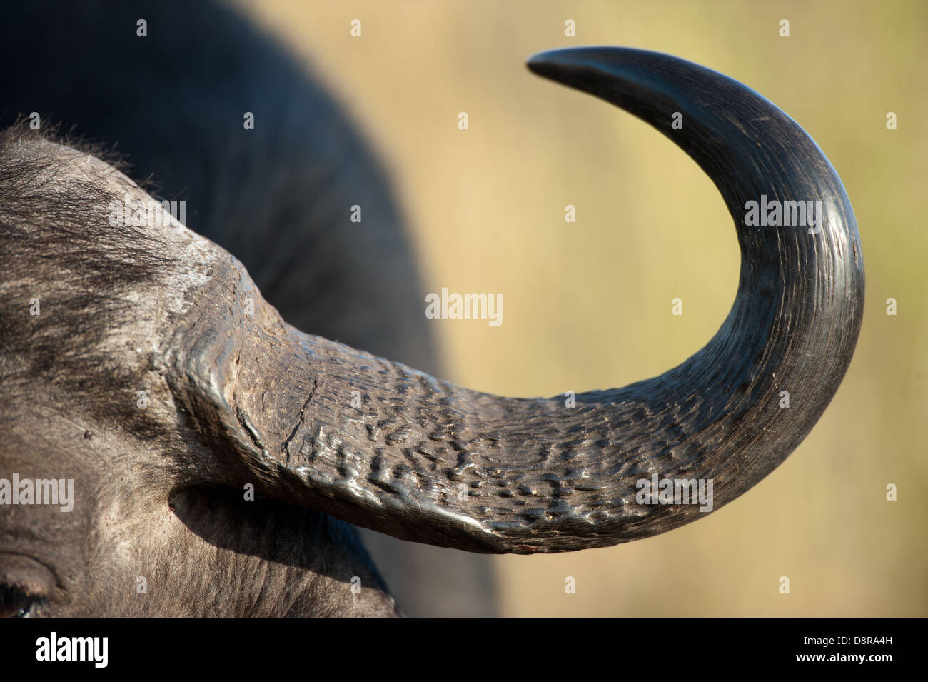 Buffalo horn hi-res stock photography and images - Alamy