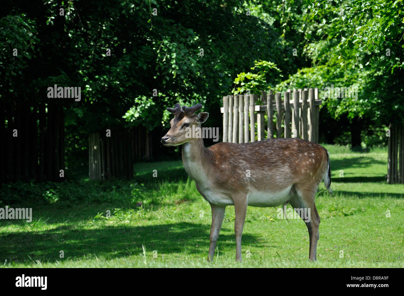 Single red deer alert Stock Photo - Alamy