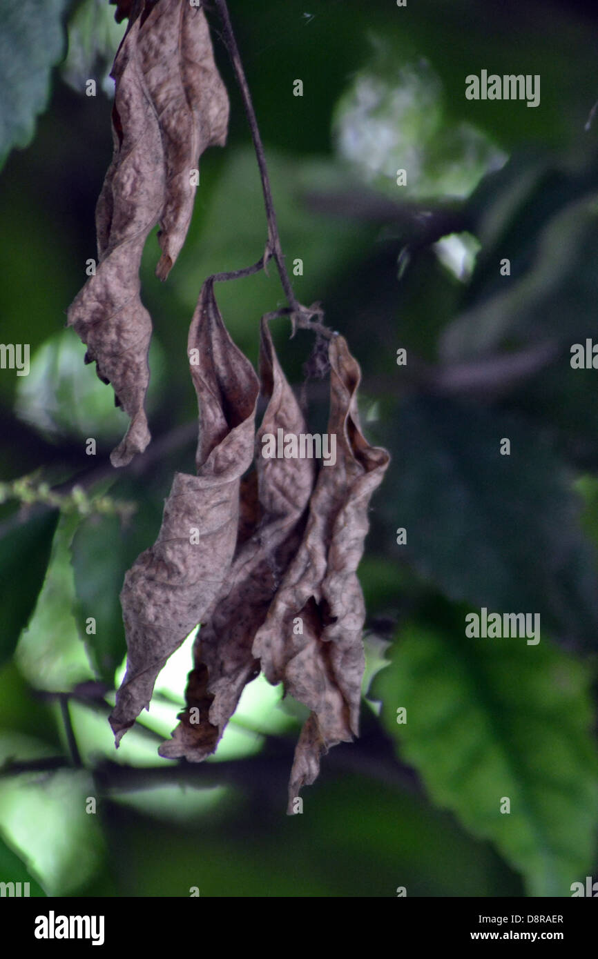 Dry dead leaf hi-res stock photography and images - Alamy